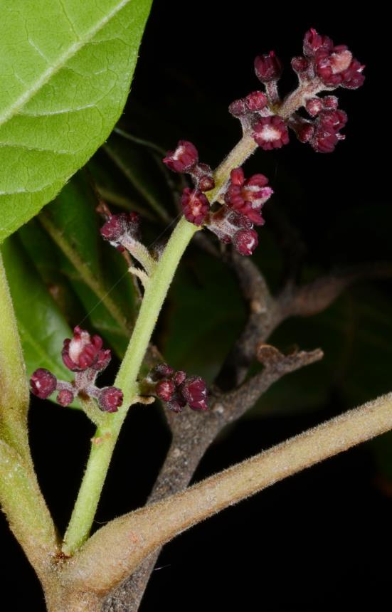 Flora of New Zealand | Taxon Profile | Alectryon excelsus subsp. grandis