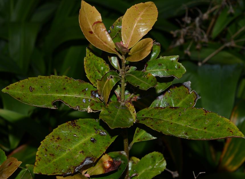 Flora of New Zealand | Taxon Profile | Alseuosmia quercifolia