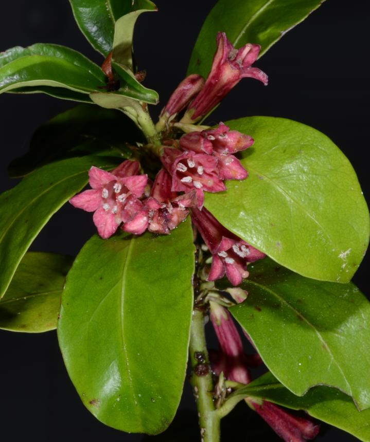 Flora of New Zealand | Gallery Profile | Alseuosmia macrophylla