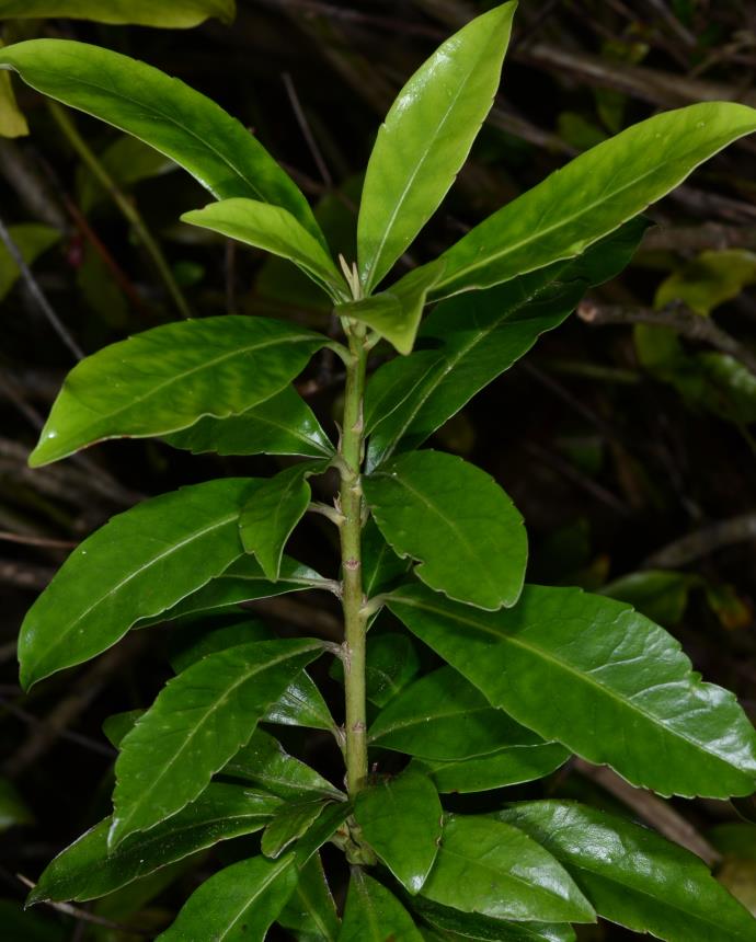 Flora of New Zealand | Gallery Profile | Alseuosmia macrophylla