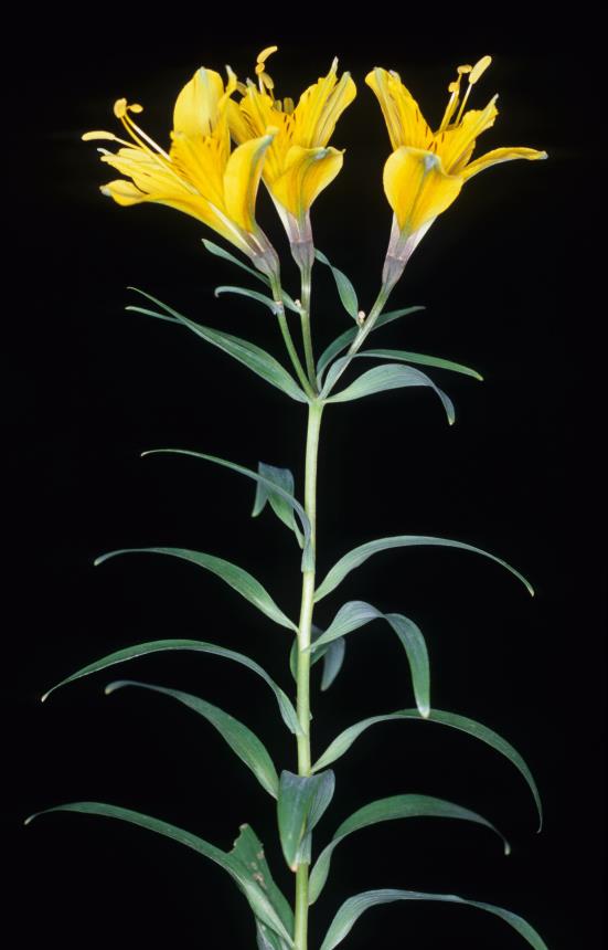 Flora of New Zealand | Taxon Profile | Alstroemeria aurea