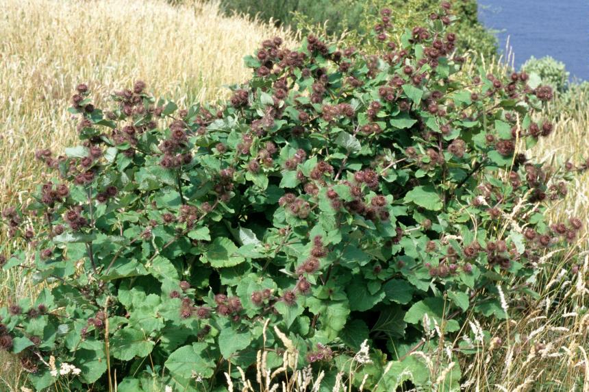 Flora of New Zealand | Taxon Profile | Arctium minus
