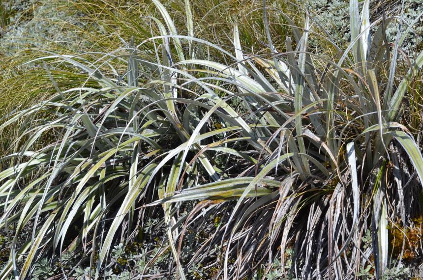 Flora of New Zealand | Taxon Profile | Astelia nervosa