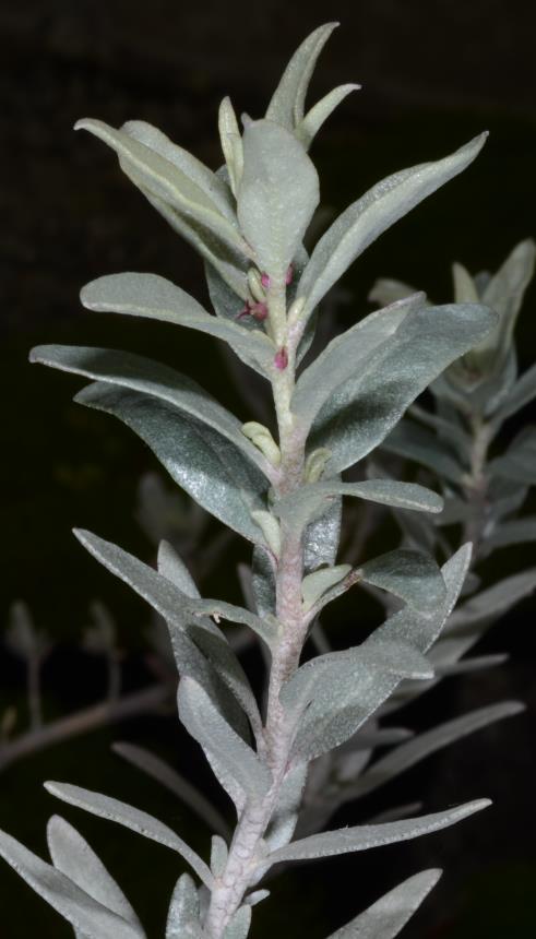 Flora of New Zealand | Taxon Profile | Atriplex cinerea