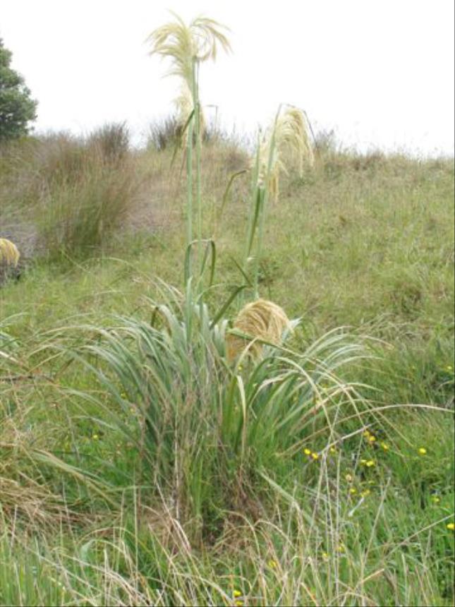 Flora of New Zealand | Taxon Profile | Austroderia toetoe