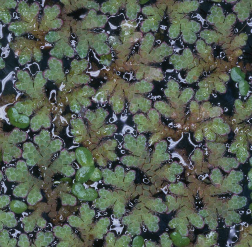 Flora of New Zealand | Gallery Profile | Azolla rubra
