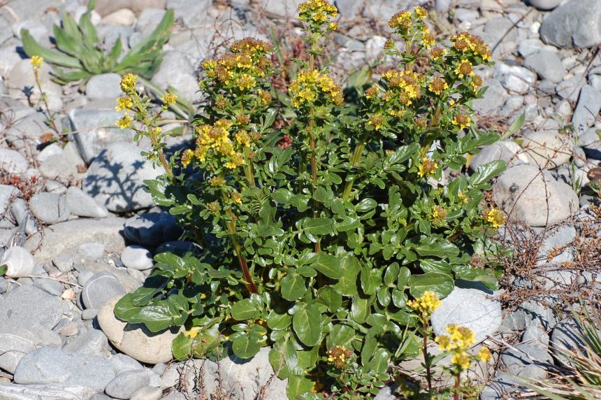 Flora of New Zealand | Taxon Profile | Barbarea intermedia