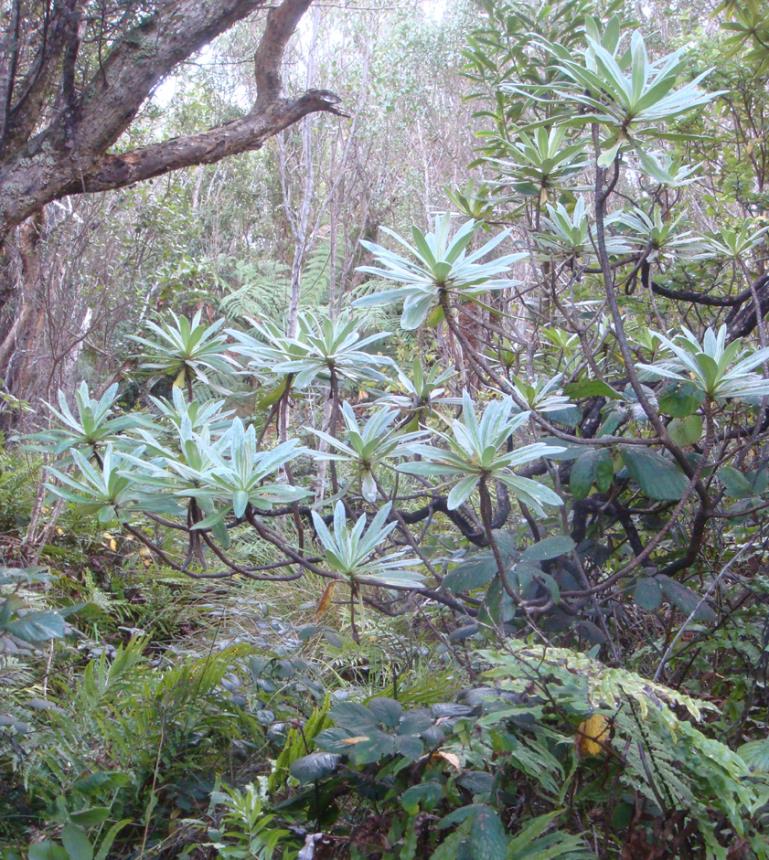 Flora of New Zealand | Taxon Profile | Brachyglottis huntii