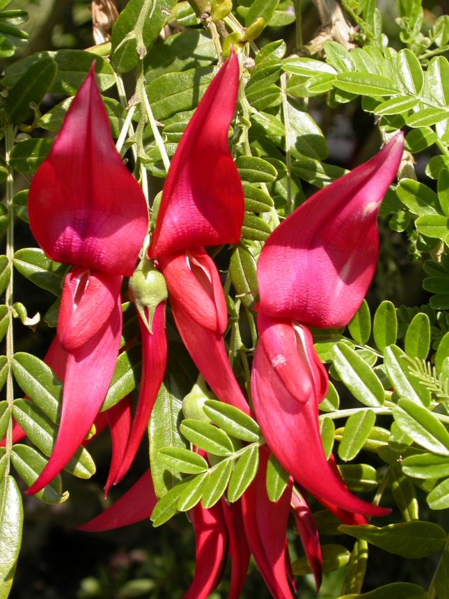 Flora of New Zealand | Taxon Profile | Clianthus maximus