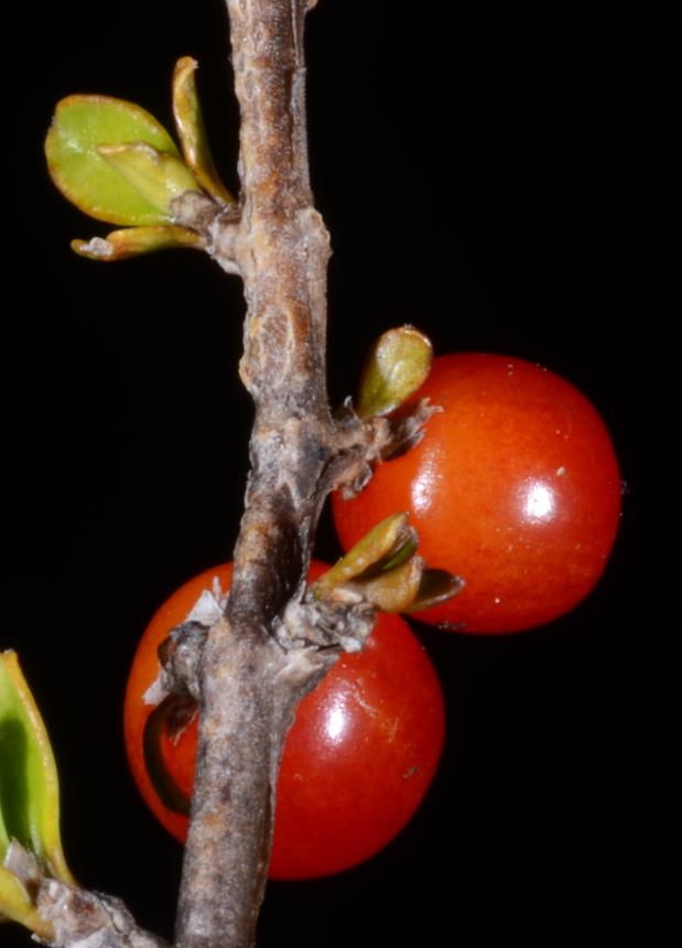 Flora of New Zealand | Taxon Profile | Coprosma depressa