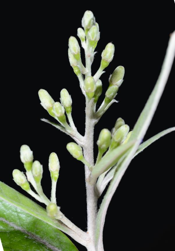 Flora of New Zealand | Gallery Profile | Corokia buddleioides