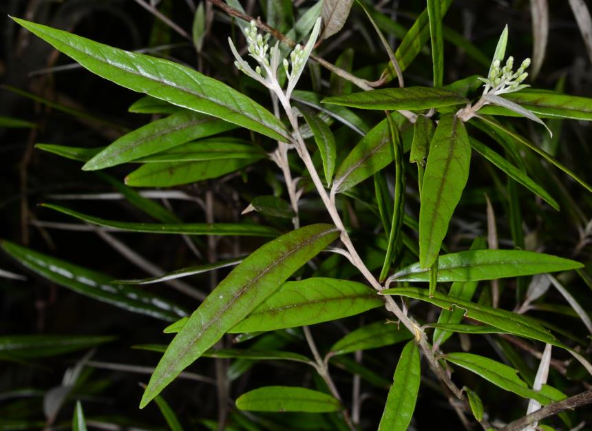 Flora of New Zealand | Gallery Profile | Corokia buddleioides