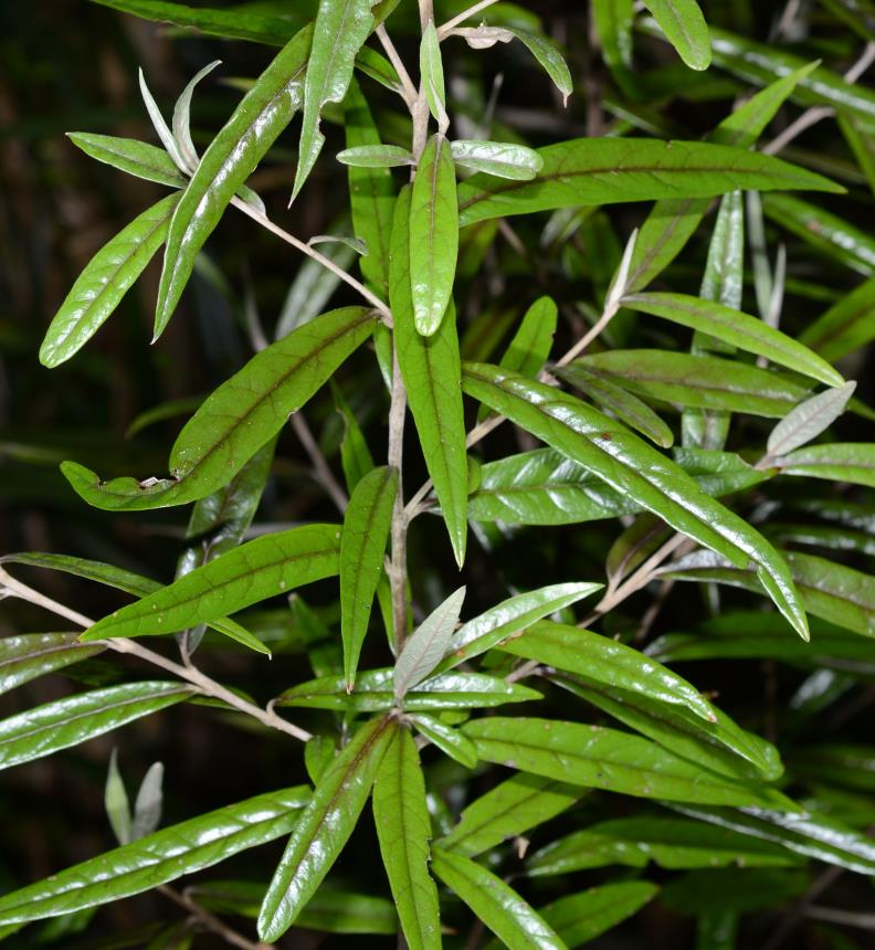 Flora of New Zealand | Gallery Profile | Corokia buddleioides