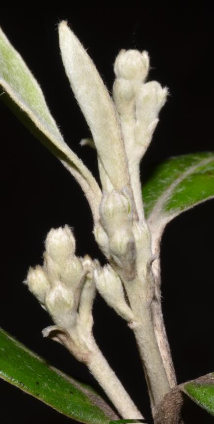 Flora of New Zealand | Gallery Profile | Corokia macrocarpa