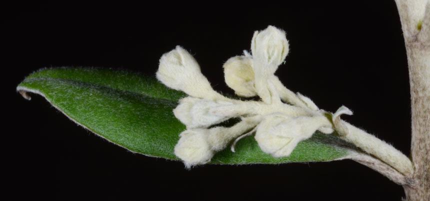 Flora of New Zealand | Gallery Profile | Corokia macrocarpa