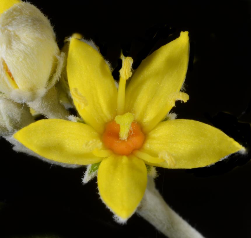 Flora of New Zealand | Gallery Profile | Corokia macrocarpa