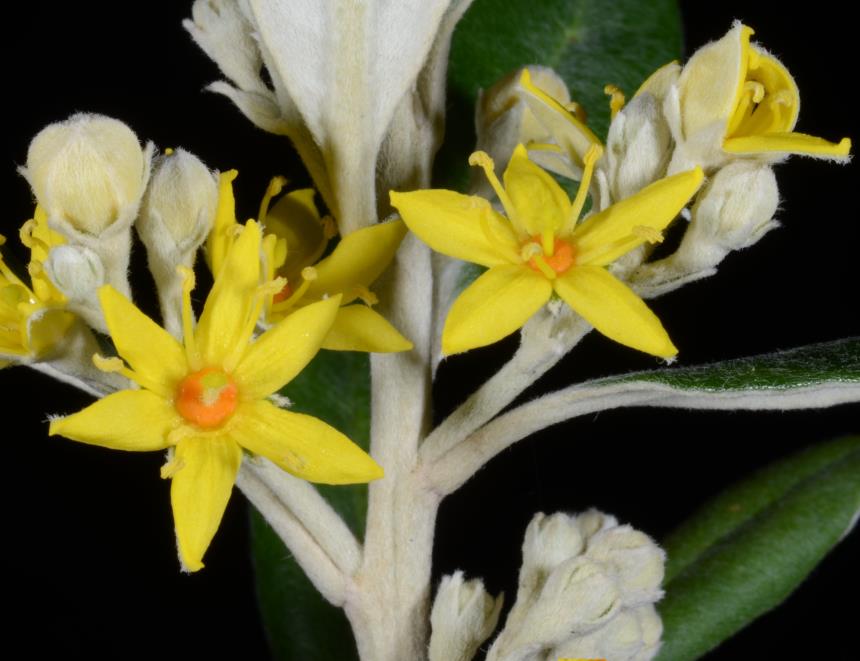 Flora of New Zealand | Taxon Profile | Corokia macrocarpa