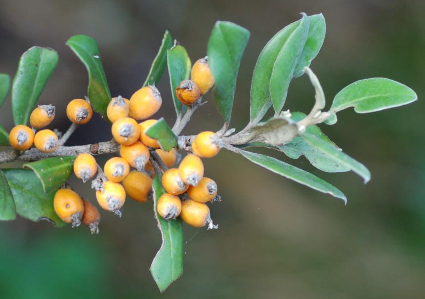 Flora of New Zealand | Gallery Profile | Corokia macrocarpa