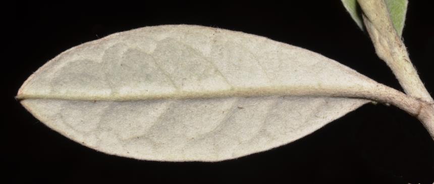 Flora of New Zealand | Gallery Profile | Corokia macrocarpa