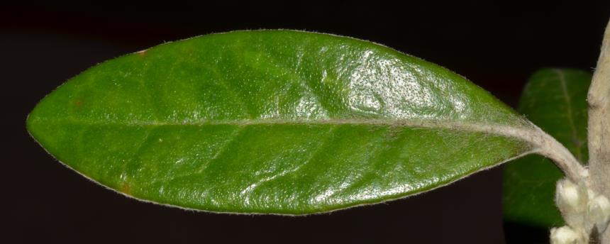 Flora of New Zealand | Gallery Profile | Corokia macrocarpa