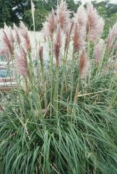 Flora of New Zealand | Taxon Profile | Cortaderia jubata