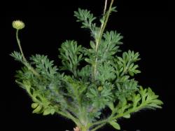 Flora of New Zealand | Taxon Profile | Cotula australis