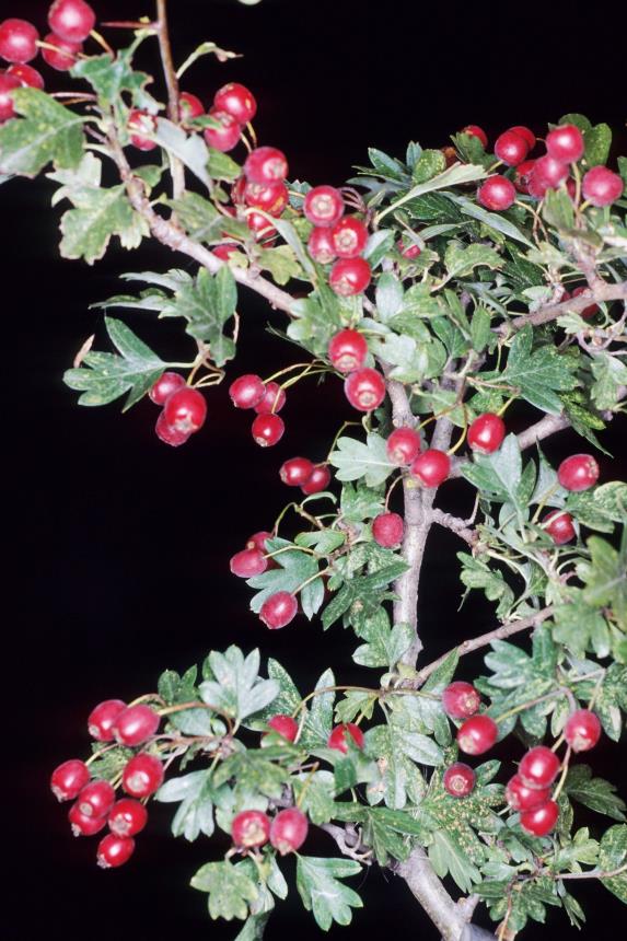 Flora of New Zealand | Gallery Profile | Crataegus monogyna