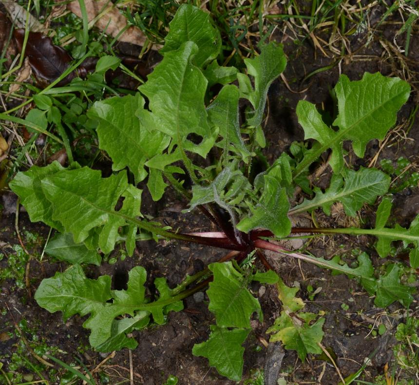 Flora of New Zealand | Taxon Profile | Crepis vesicaria