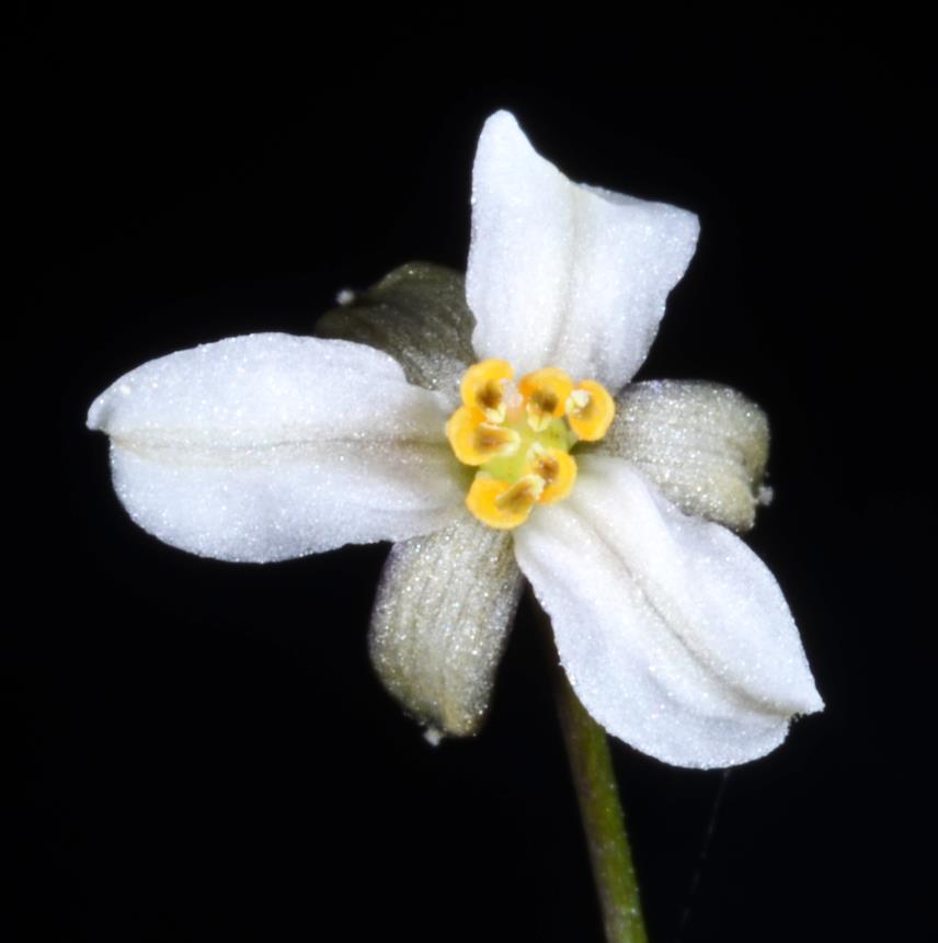 Flora of New Zealand | Gallery Profile | Dianella haematica