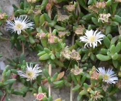 Flora of New Zealand | Taxon Profile | Disphyma australe