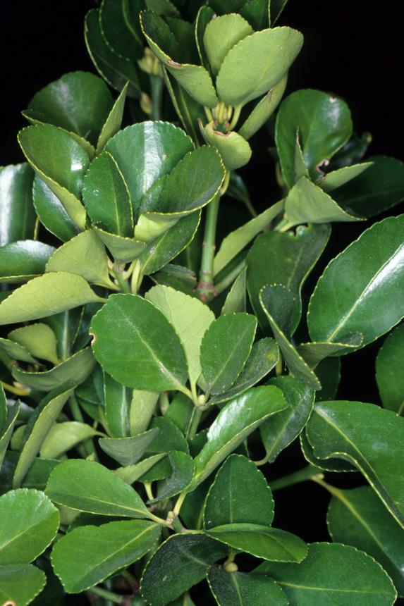 Flora of New Zealand | Taxon Profile | Euonymus japonicus