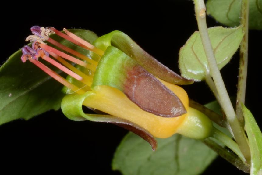 Flora of New Zealand | Gallery Profile | Fuchsia procumbens