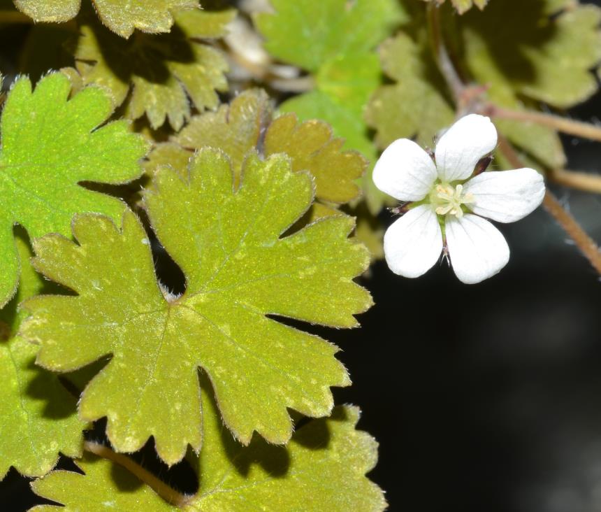 Flora of New Zealand | Taxon Profile | Geranium potentilloides