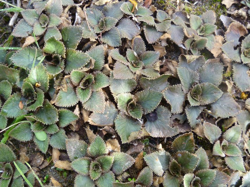 Flora of New Zealand | Taxon Profile | Gunnera hamiltonii