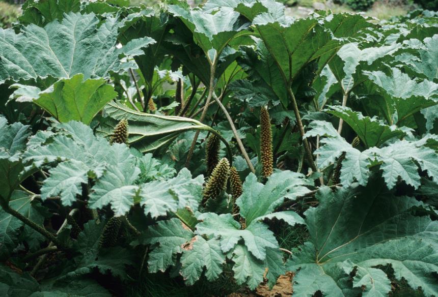 Flora of New Zealand | Gallery Profile | Gunnera tinctoria