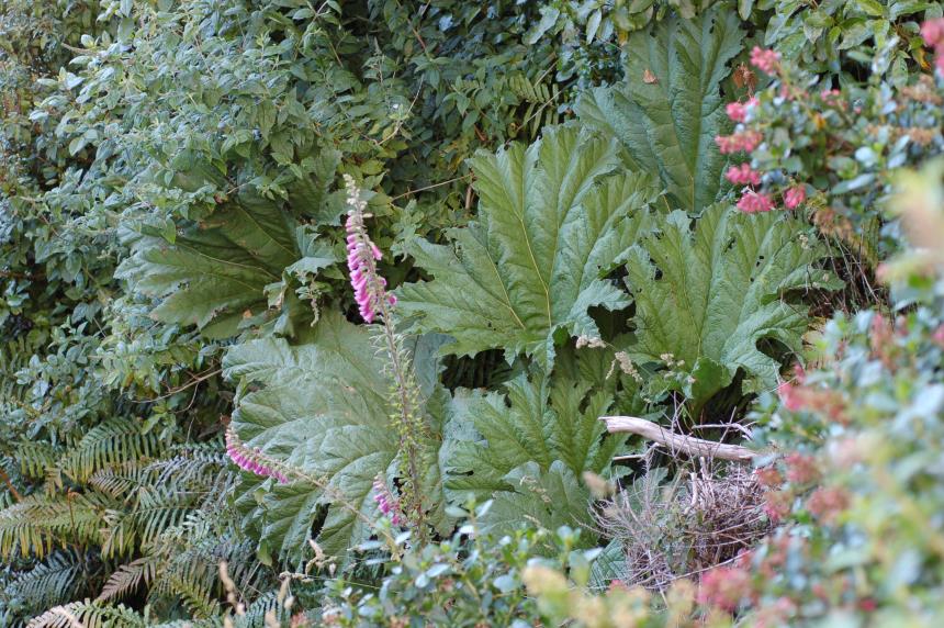Flora of New Zealand | Taxon Profile | Gunnera tinctoria