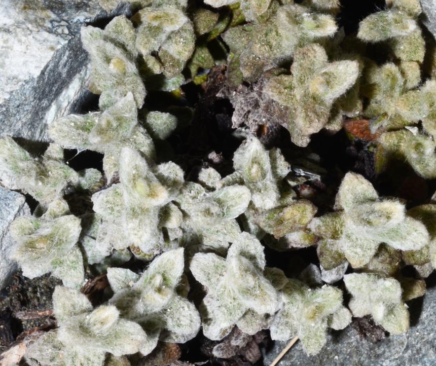 Flora of New Zealand | Taxon Profile | Haastia recurva var. recurva