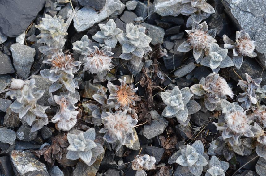 Flora of New Zealand | Taxon Profile | Haastia sinclairii var. sinclairii