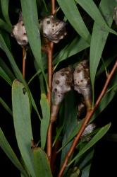 Flora of New Zealand | Taxon Profile | Hakea salicifolia