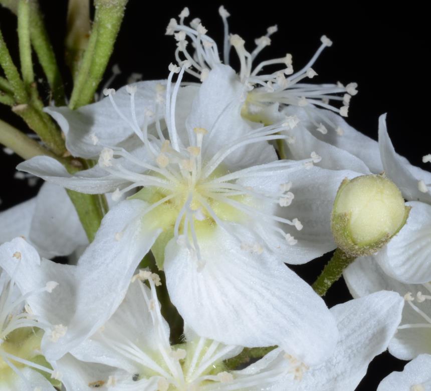 Flora of New Zealand | Taxon Profile | Hoheria populnea