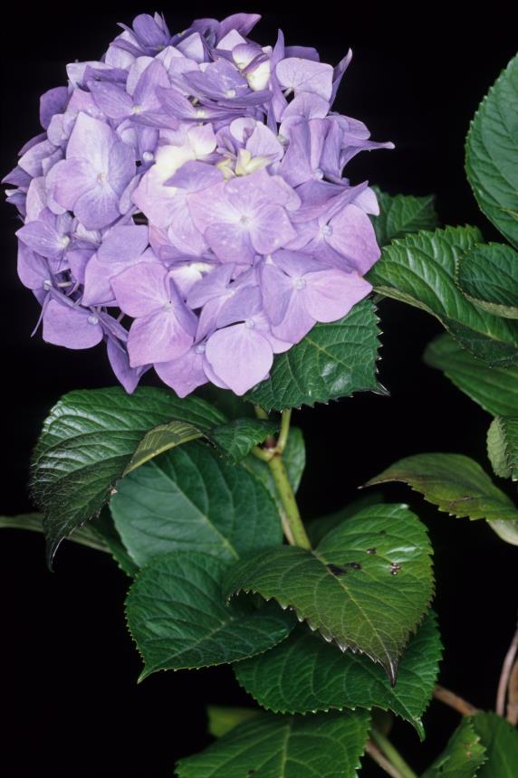 Flora of New Zealand | Taxon Profile | Hydrangea macrophylla