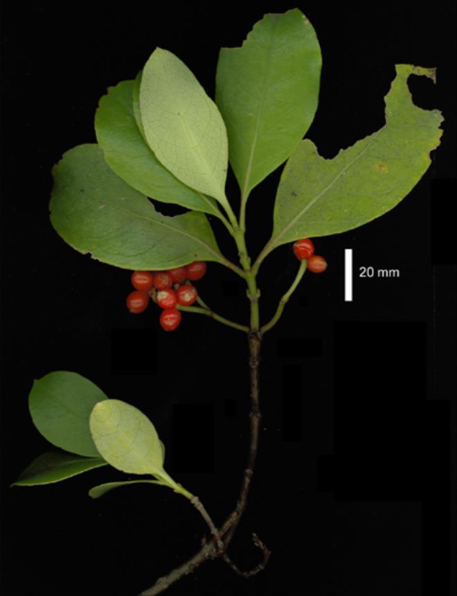 Flora of New Zealand | Gallery Profile | Coprosma lucida