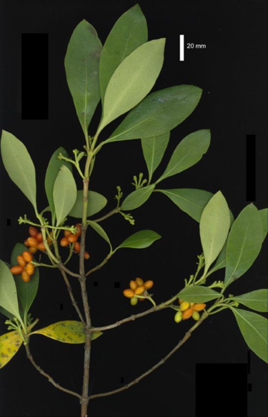 Flora of New Zealand | Gallery Profile | Coprosma lucida