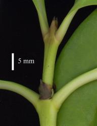 Flora of New Zealand | Taxon Profile | Coprosma macrocarpa subsp. minor