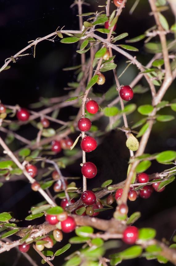 Flora of New Zealand | Gallery Profile | Coprosma rhamnoides