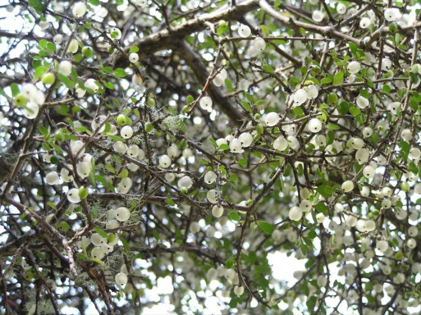 Flora of New Zealand | Gallery Profile | Coprosma rigida