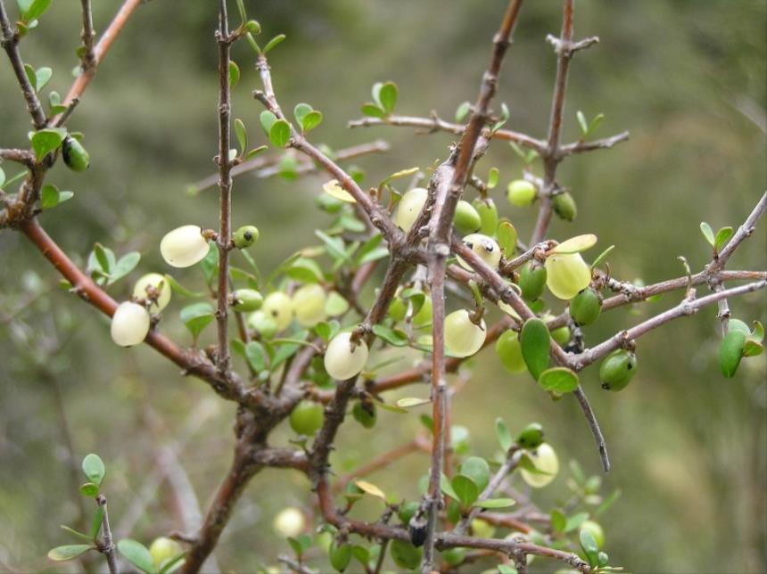 Flora of New Zealand | Gallery Profile | Coprosma rigida
