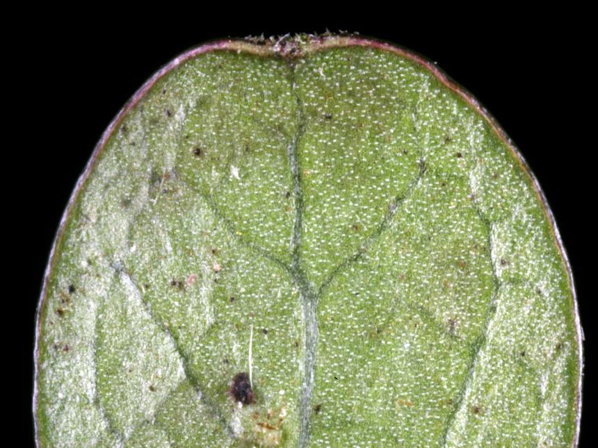 Flora of New Zealand | Gallery Profile | Coprosma rigida