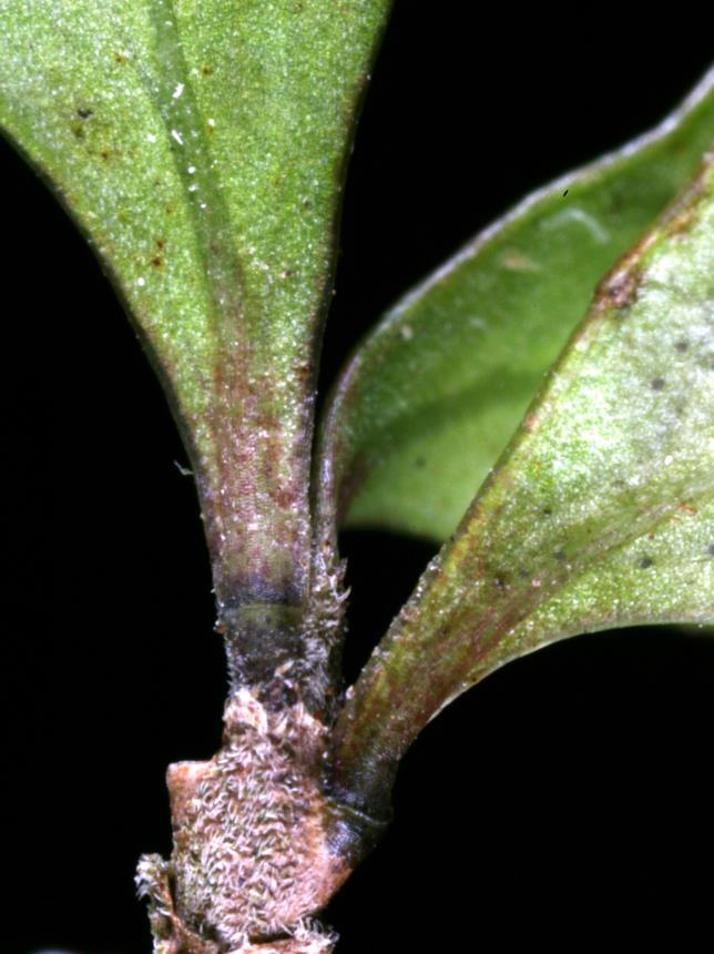 Flora of New Zealand | Gallery Profile | Coprosma rigida