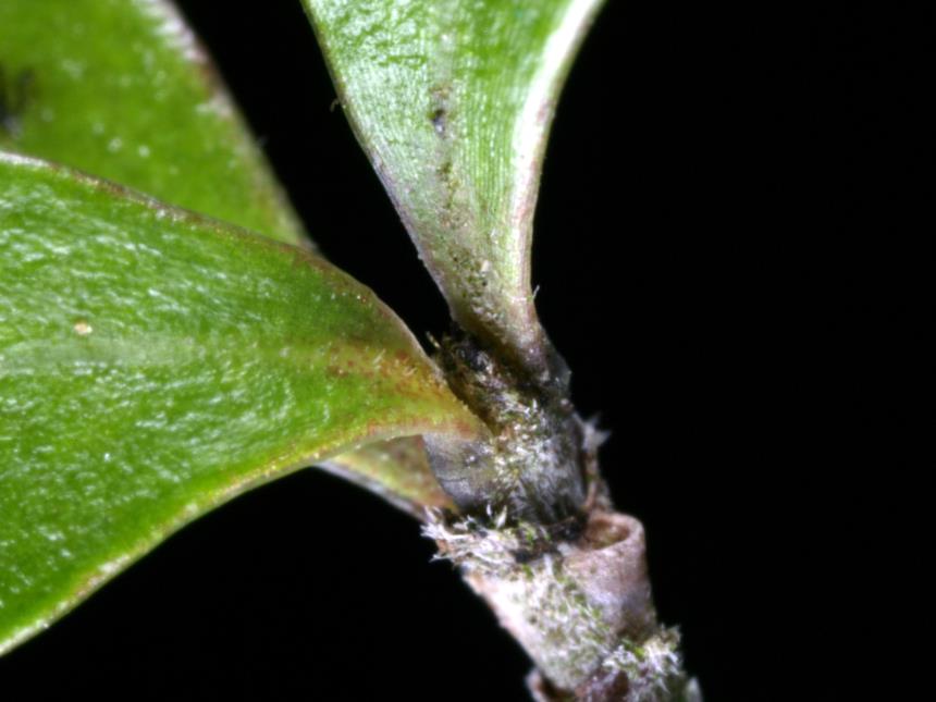 Flora of New Zealand | Gallery Profile | Coprosma rigida